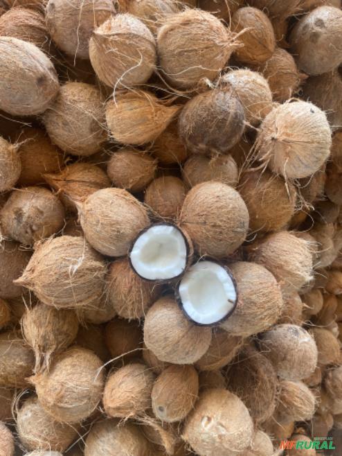 Coco Seco em Goiânia GO à venda. Compre direto do vendedor 646041