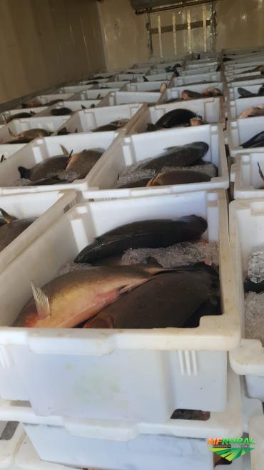 Peixe Tambatinga | Preço Venda Compra - MF Rural
