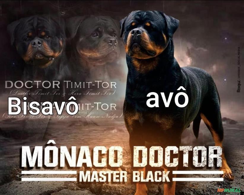 Rottweiler Padrao | Preço Venda Compra - MF Rural