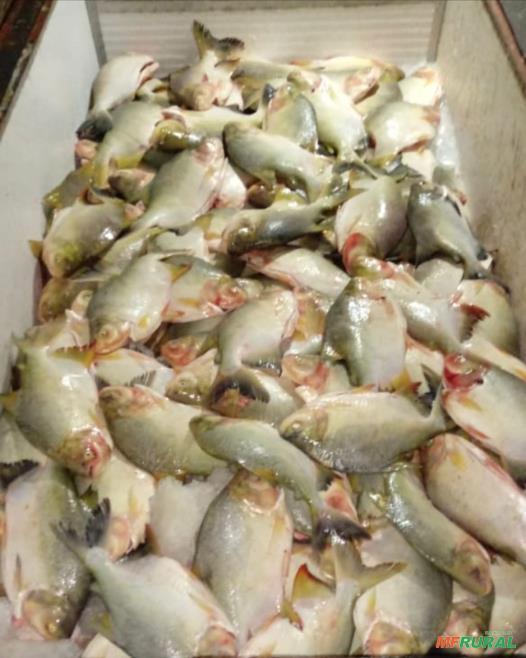 Venda de Peixe Tabatinga Pronto Para Abate de 2Kg A 05Kg em 440270