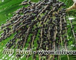 Açai de Alta Qualidade - Fruta em Caroço - Açai Das Ilhas em 227137