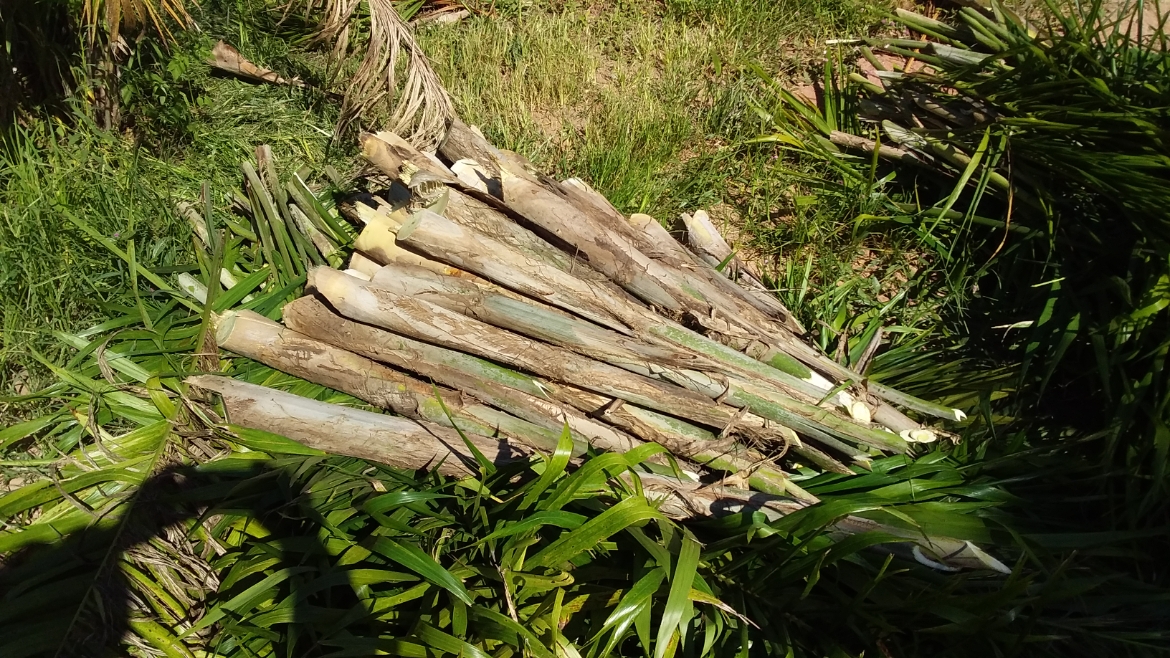 Palmito Pupunha Fresco | Preço Venda Compra - MF Rural