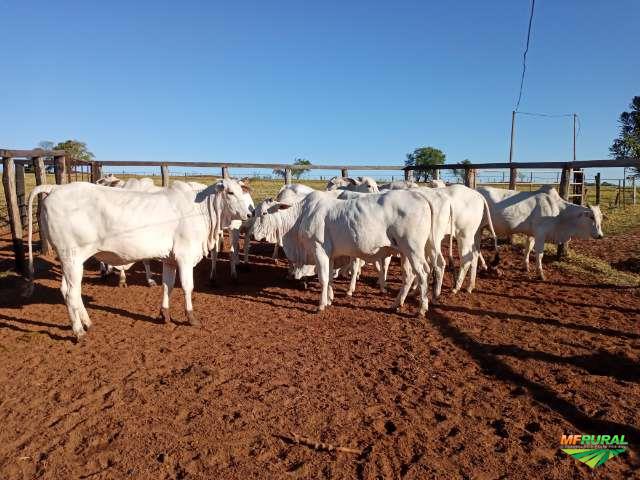 Novilhas Nelore Po em Ribeirão Bonito SP à venda. Compre direto 365930