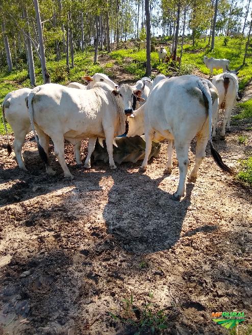 Novilha Nelore 18 Meses | Preço Venda Compra - MF Rural