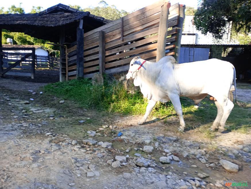 Touro Nelore po Registrado em Guaratinguetá SP à venda. Compre 686761