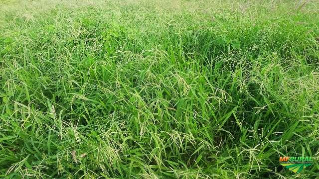 Vendo Sementes de Capim em Guanambi BA à venda. Compre direto 258752