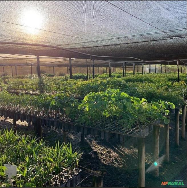 Estrutura Viveiro Mudas Nativas | Preço Venda Compra - MF Rural