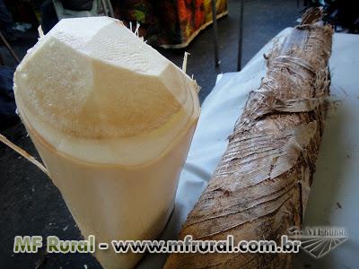 Gueiroba Guariroba em Iporá GO à venda. Compre direto do vendedor 235591