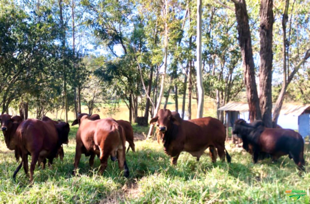 Gado Sindi | Preço Venda Compra - MF Rural