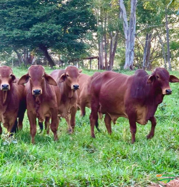 Tourinho Sindi po Registrado Minas Gerais em Divinópolis MG à 367353