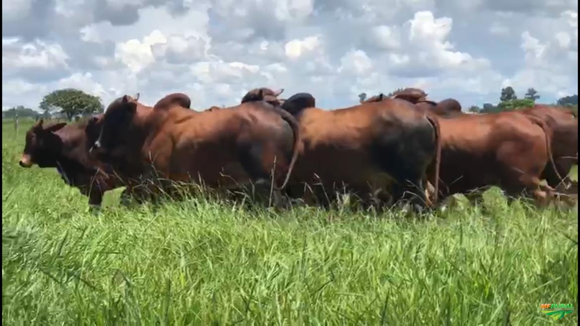 Sindi à venda com preço