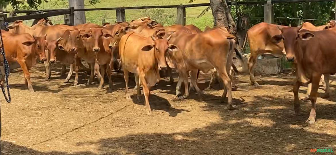 Sindi à venda com preço