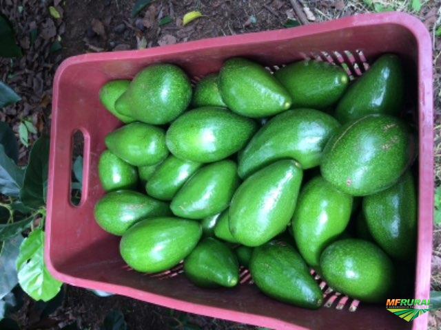 Abacate Geada em Itajobi SP à venda. Compre direto do vendedor 274521