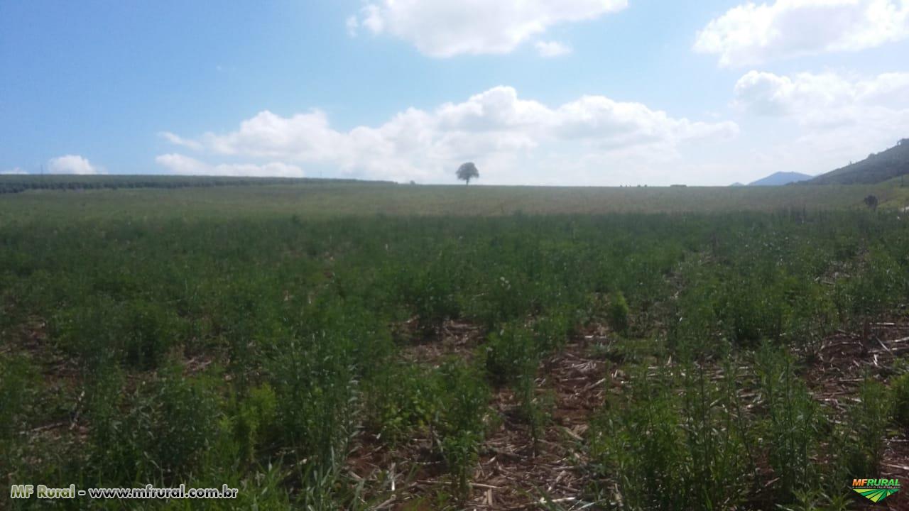 Fazenda A Venda - 85 Hectares - Região Heliodora (Mg) em 313589