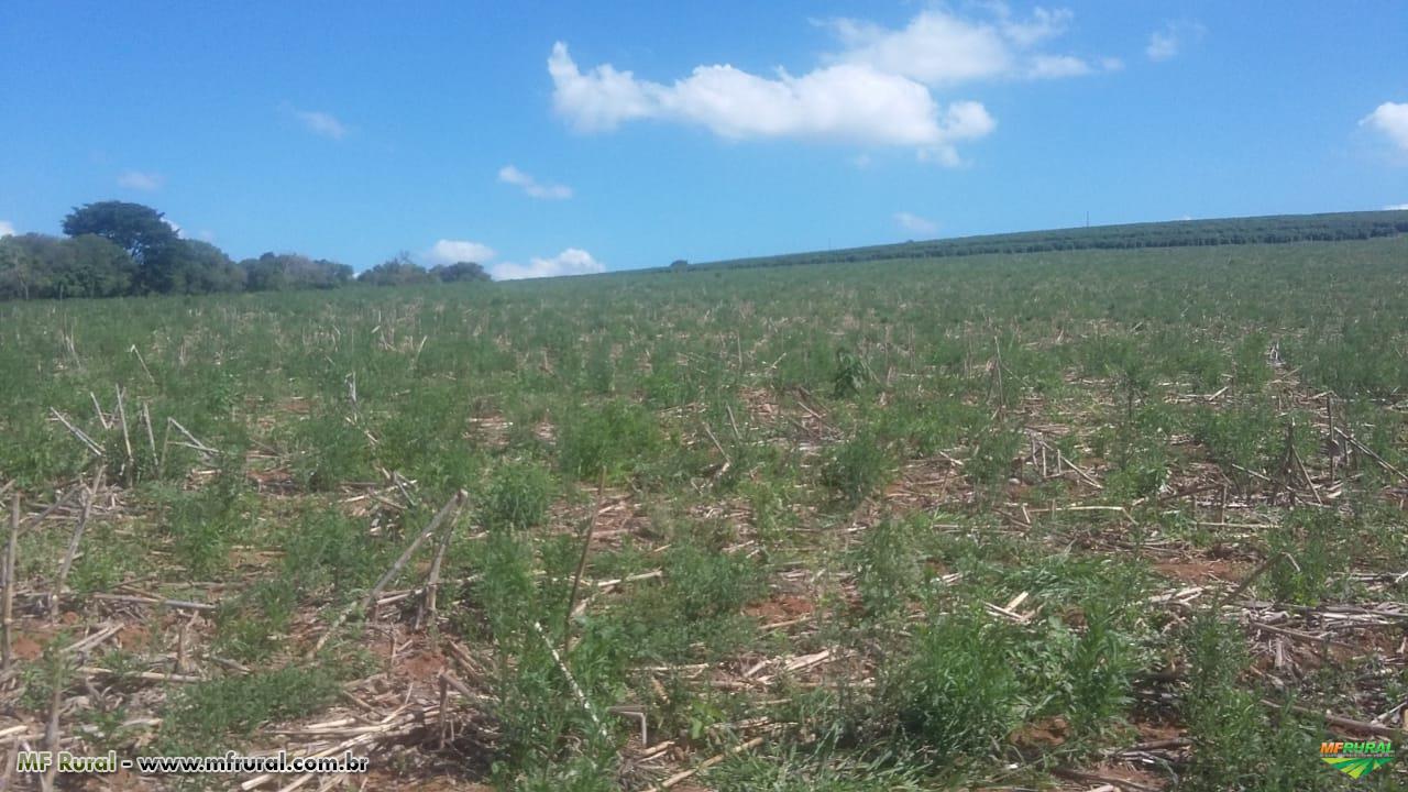 Fazenda A Venda - 85 Hectares - Região Heliodora (Mg) em 313589