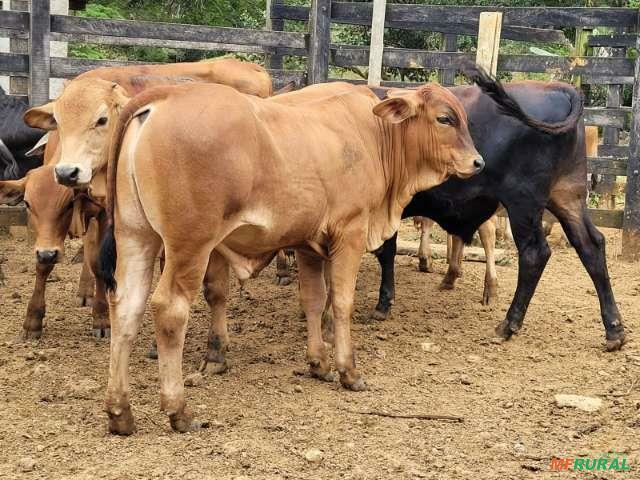 Senepol à venda com preço