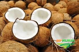 Coco Seco em Aracaju SE à venda. Compre direto do vendedor 281041