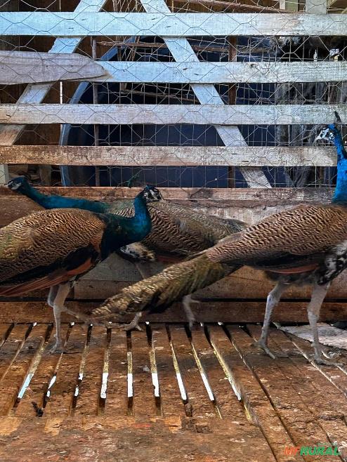 Aves em Lapa PR à venda. Compre direto do vendedor 839934