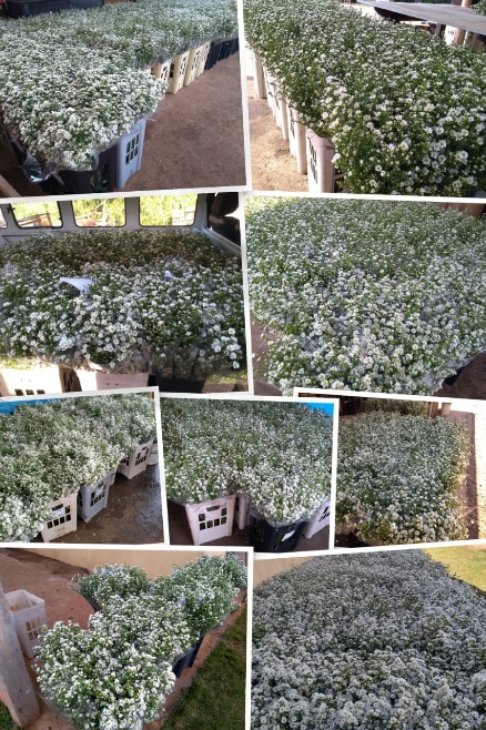 Flores Áster Branco Para Decoração em Paranapanema SP à venda. 242687
