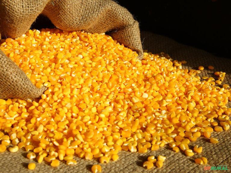Milho Grão à venda com preço Milho Grão