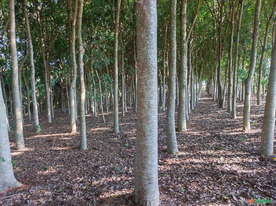 Mogno Africano no Mato Grosso do Sul Venda de Mogno Africano no
