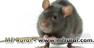 Temik 150 em Salvador BA à venda. Compre direto do vendedor 246850