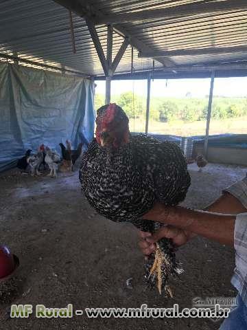 Galo Galinha Brahma | Preço Venda Compra - MF Rural