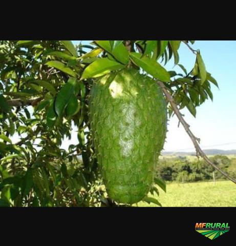 Graviola Fruta | Preço Venda Compra - MF Rural