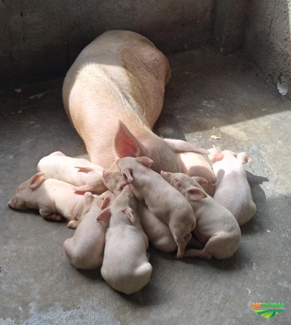 Suinos Landrace | Preço Venda Compra - MF Rural