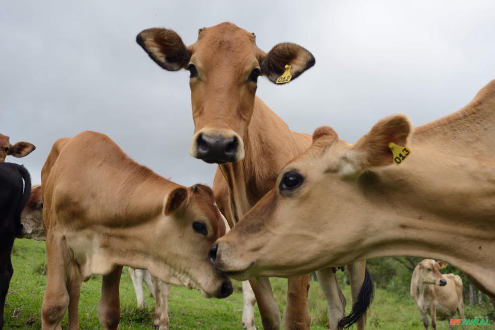 Lindas Vacas | Preço Venda Compra - MF Rural