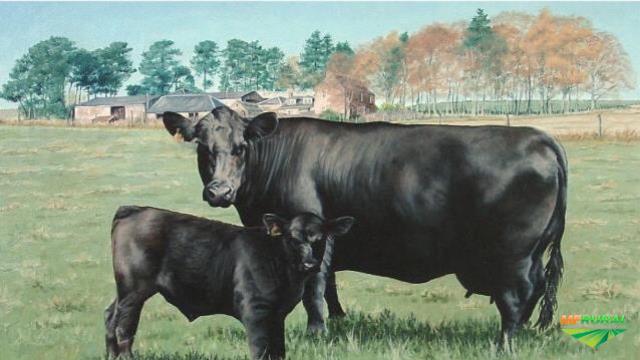 Touro Aberdeen Angus | Preço Venda Compra - MF Rural