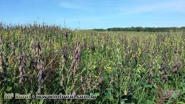 Sementes de Crotalaria Spectabilis em Ribeirão Preto SP à venda. 248528