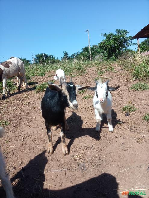 Mini Cabra em São Paulo | Preço Venda Compra - MF Rural