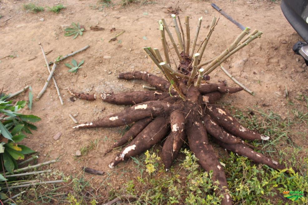 Mandioca Brava à venda com preço