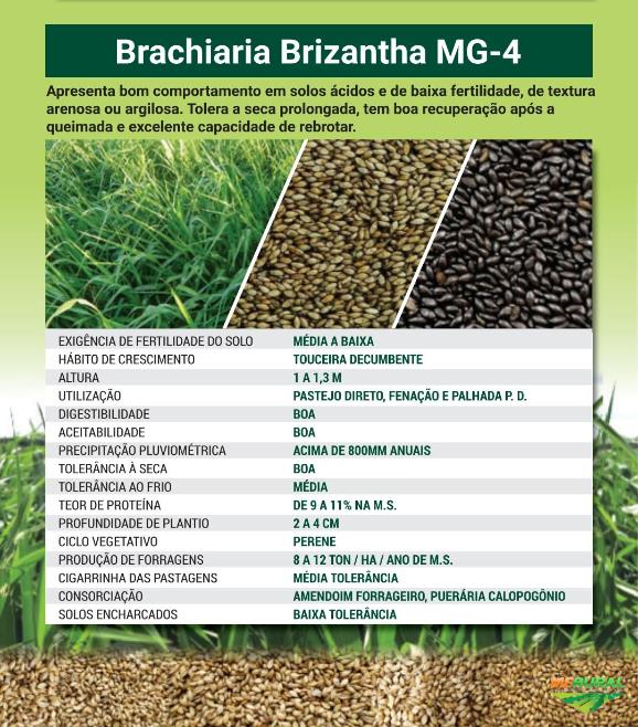 Semente Brachiaria Brizantha Mg-4 em Oriente SP à venda. Compre 384510