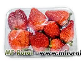 Morango Fresco em Borda da Mata MG à venda. Compre direto 251579
