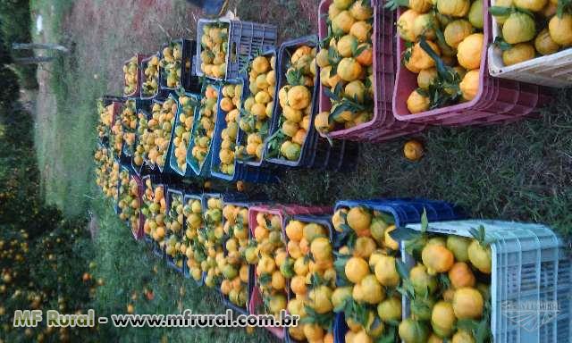 Pokan em Campanha MG à venda. Compre direto do vendedor 252328