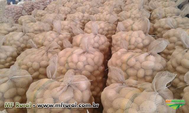 Cebola cx 3 | Preço Venda Compra - MF Rural