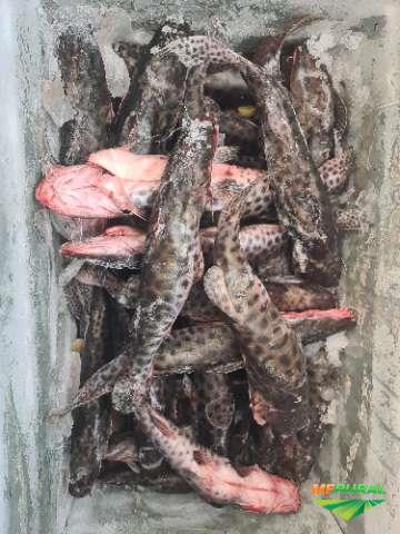 Vendo Surubim Real em Bom Jesus da Lapa BA à venda. Compre 412140