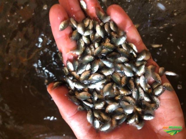 Alevinos na Bahia | Preço Venda Compra - MF Rural