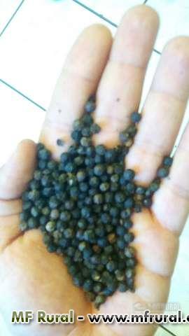 Pimenta do Reino em Goiânia GO à venda. Compre direto do vendedor 254883