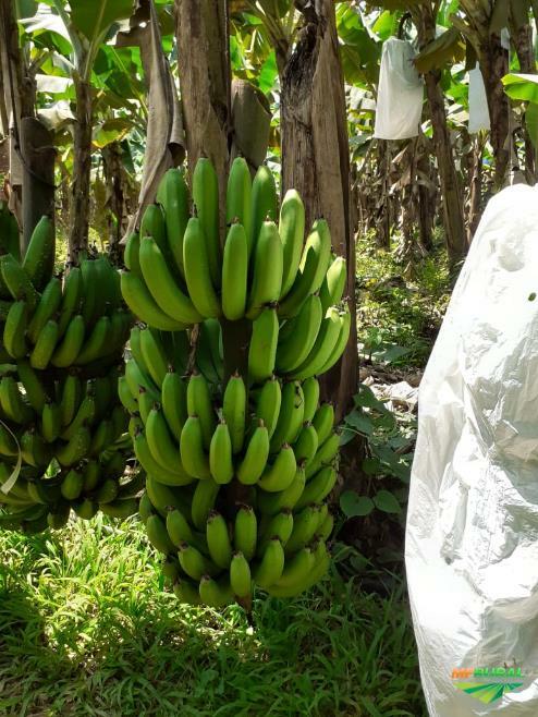 Bananas Bananica em Sete Barras SP à venda. Compre direto 344744