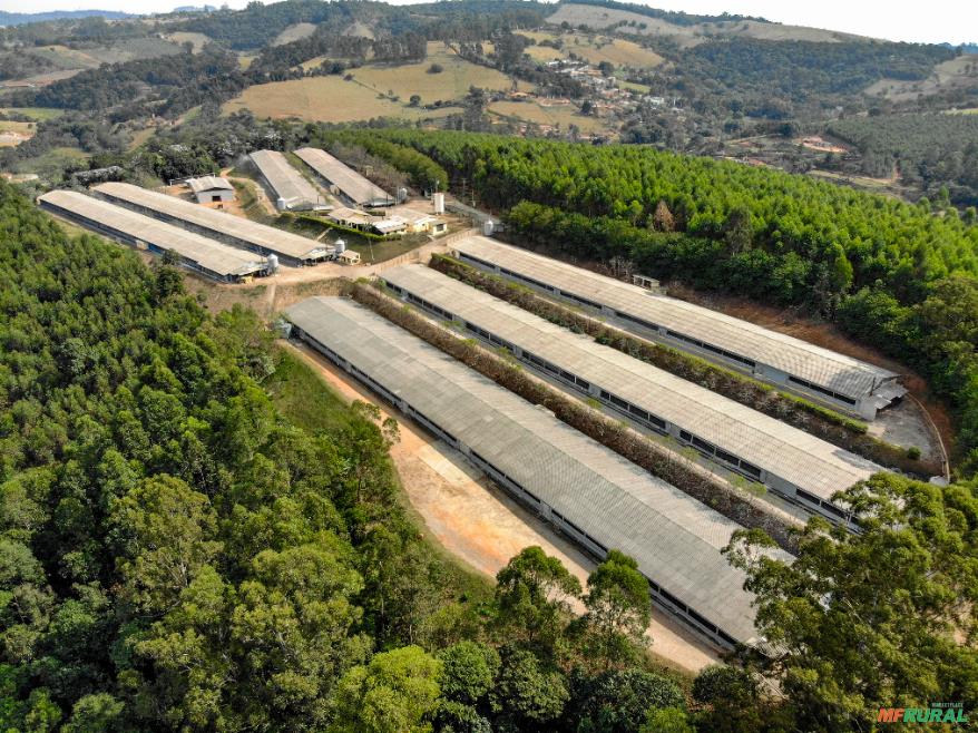 Granja Frango | Preço Venda Compra - MF Rural