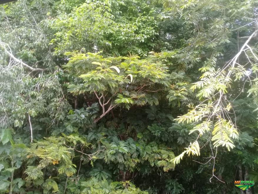 Semente de Andiroba, Ucuuba, Buruiti, Pracaxi E Murumuru em 256501