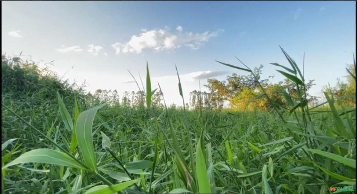 Mudas Capim Tangola em São Paulo | Preço Venda Compra - MF Rural