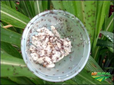 Cotesia Flavipes em Severínia SP à venda. Compre direto 260822