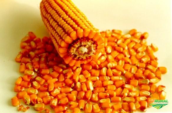 Milho Grão à venda com preço Milho Grão