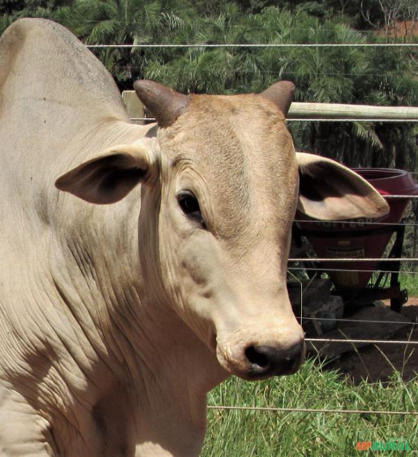 Touro Nelore Max 593 em Bela Vista de Goiás GO à venda. Compre 603539
