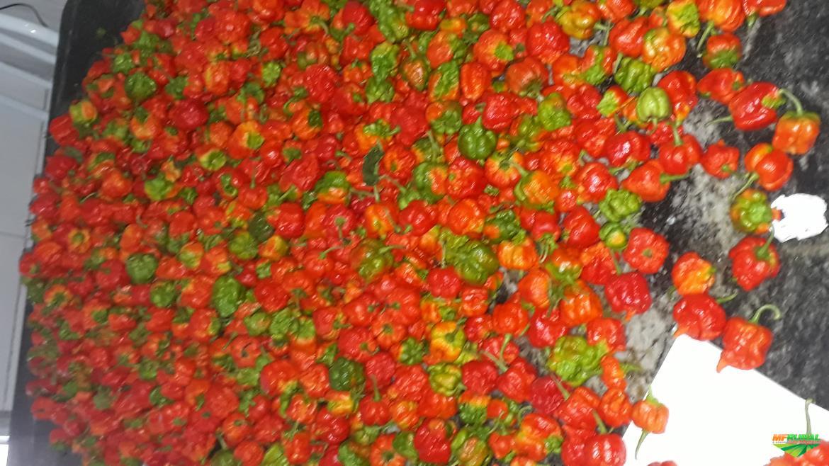 Pimenta Carolina Reaper Fruto, A Pimenta Mais Ardida do Mundo. 360897