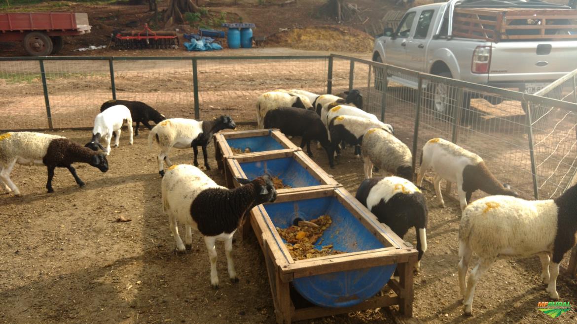 Borregas em Bauru SP Vender Comprar Borregas Preço Borregas Clas